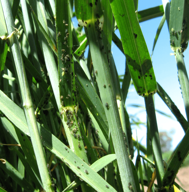 In this way you can control Insect - Pest wheat crop
