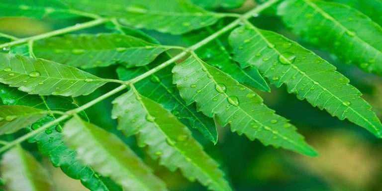 Information about Neem cake – A definitive solution for nematodes