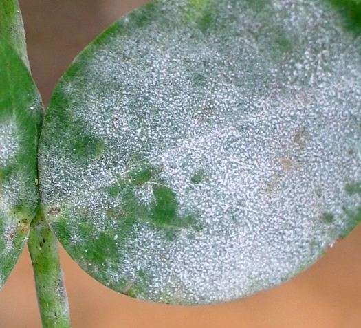 Get information about types of diseases in pea crop