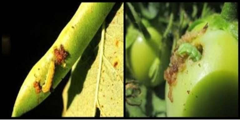 Sesame leaf Webber and capsule borer and their control