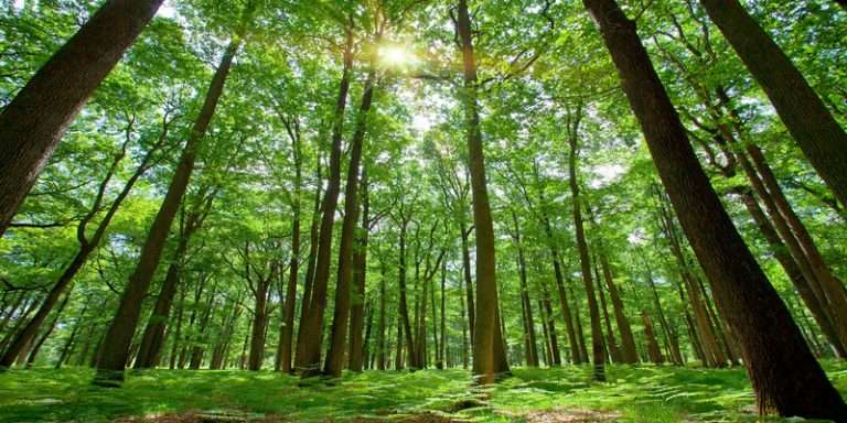 Effects of decreasing number of trees and how to protect them