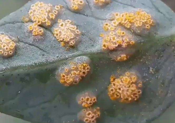 Get information about types of diseases in pea crop