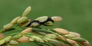 Get know about the Kernel Smut in Rice and its control