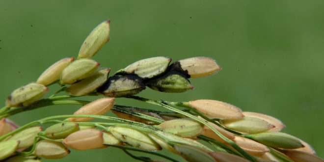 Get know about the Kernel Smut in Rice and its control