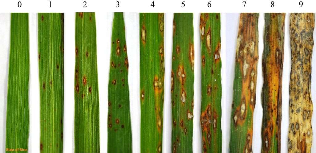 How to control the blast in paddy ,read this post to know more