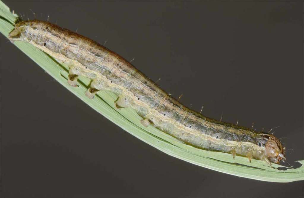 Get know about Rice-ear-cutting-caterpillar and its control