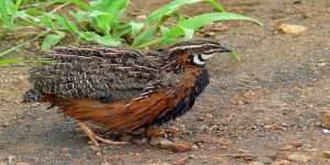 Many farmers have started Quail Farming,it is a beneficial occupation