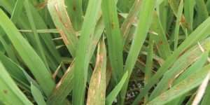 How to control the blast in paddy ,read this post to know more