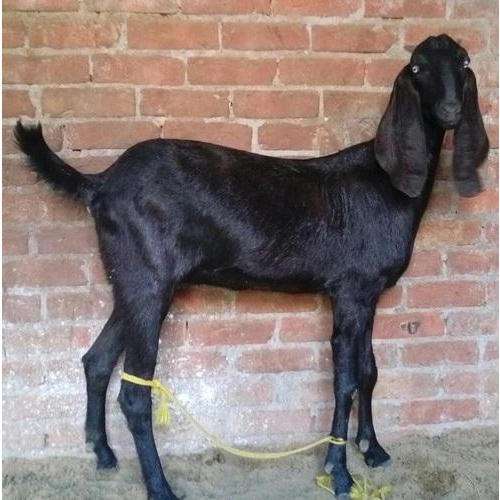 Do you know about beetal goat?