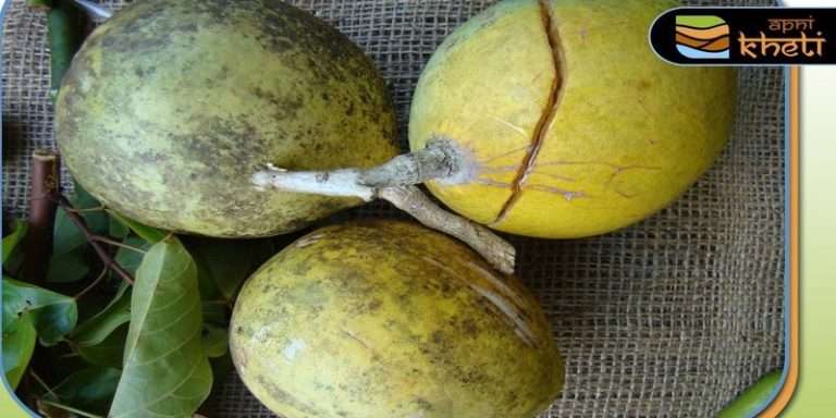 There are several advantages to consuming bael ,read this to know more